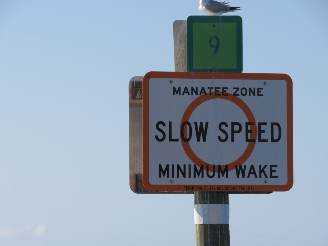 Pregnant manatee killed after boat collision in Matanzas Pass off Fort ...